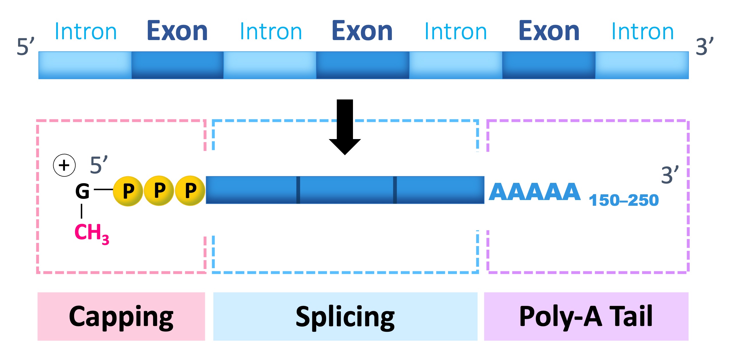 RNA Processing